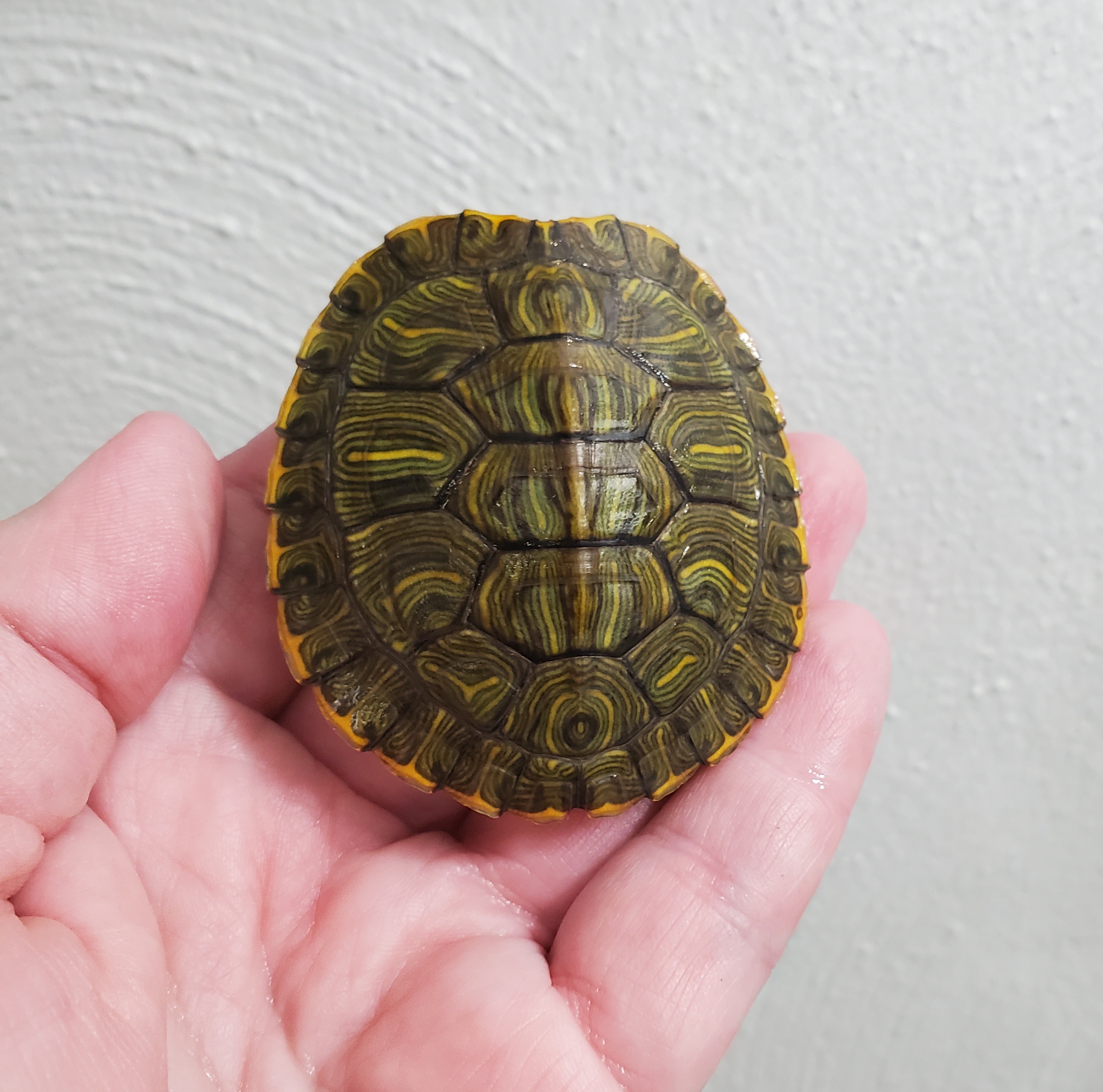 Turtle for adoption - Rover R-E Slider (Juvenile Water Turtle), a Red-Eared Slider in Red Lion ...