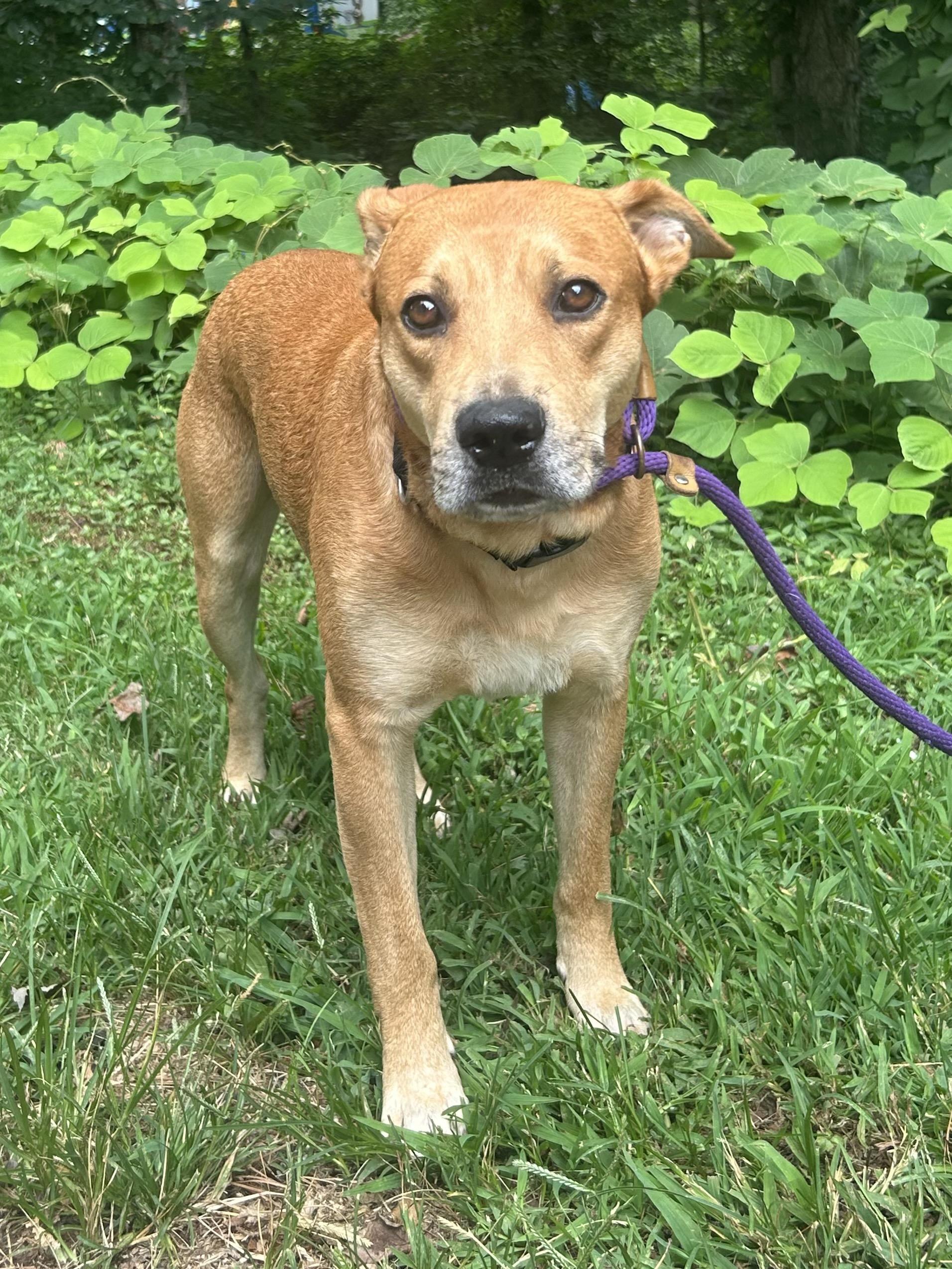 Dog for adoption - Rook, a Labrador Retriever & Boxer Mix in Cedarburg, WI | Petfinder