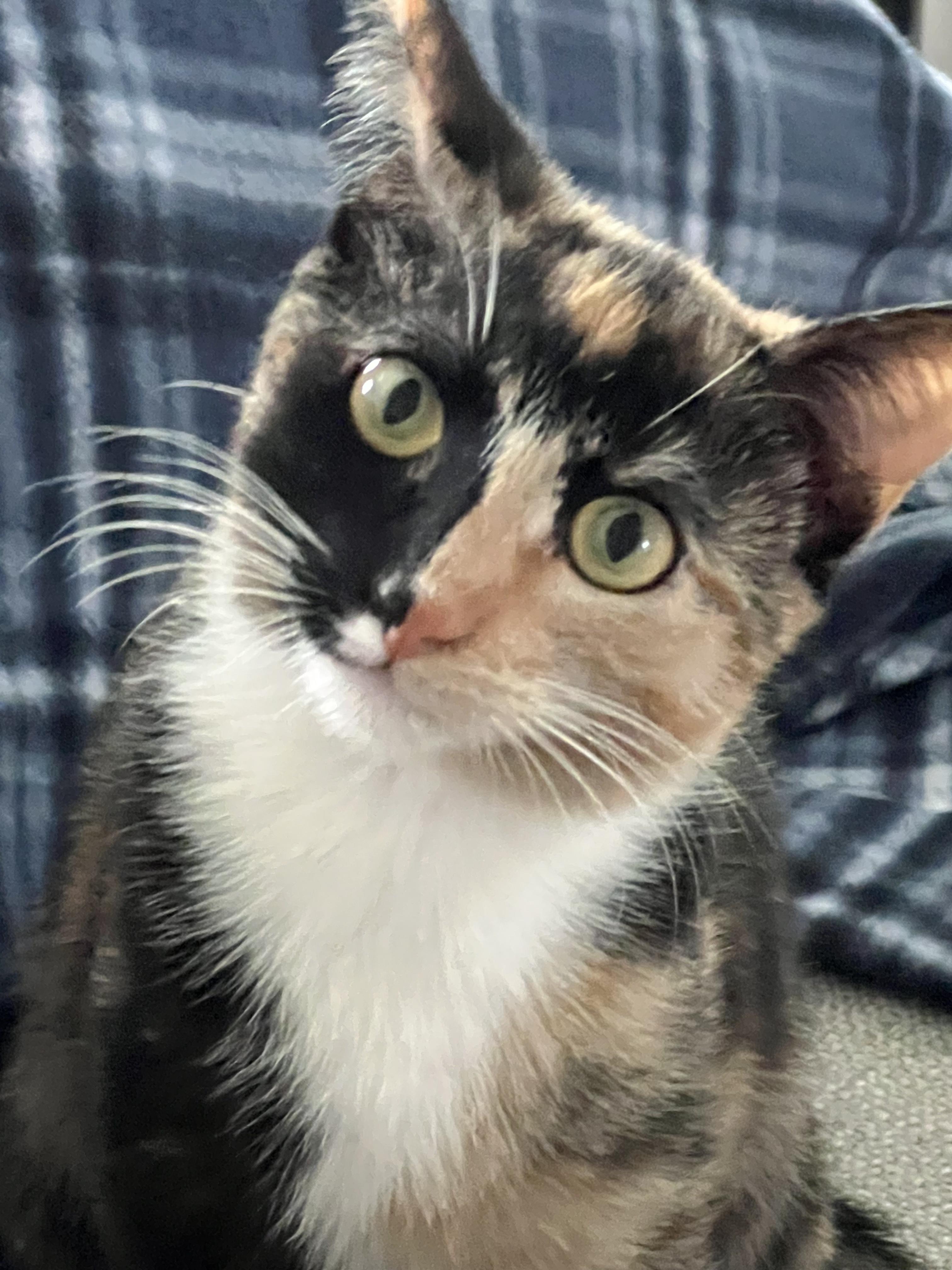 Cat for adoption - Penelope, a Calico in Houston, TX | Petfinder