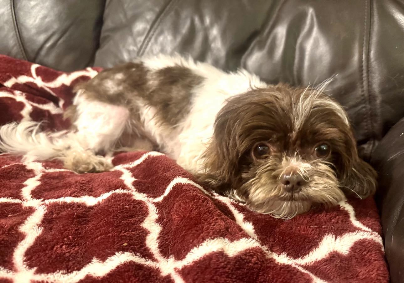Dog for adoption - Teddy - COMING SOON!!, a Shih Tzu in Winston Salem ...