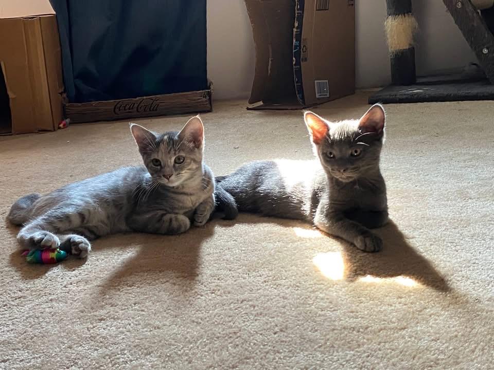 Cat for adoption - ICARUS, a Domestic Short Hair in Delhi, ON | Petfinder