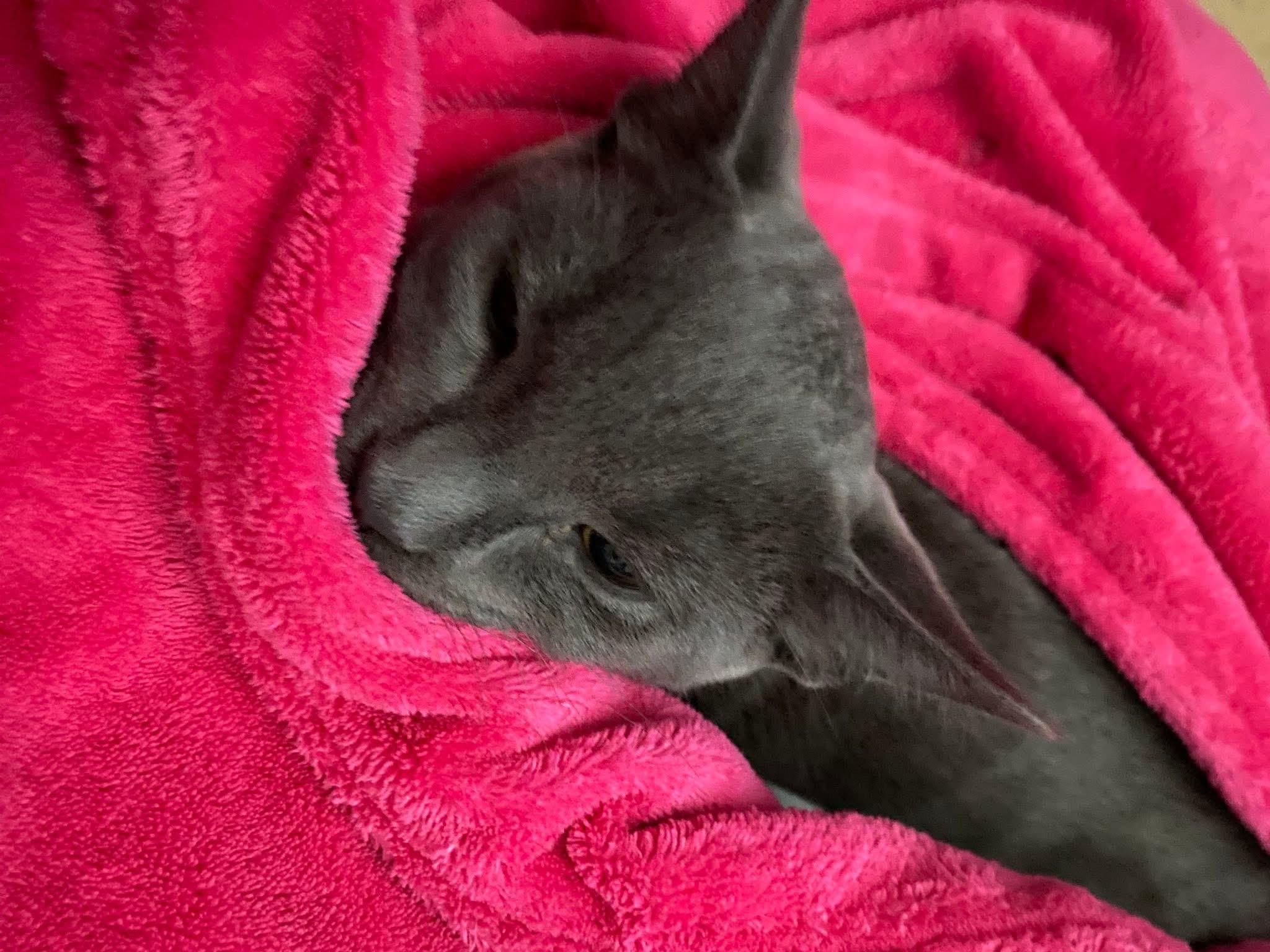 Cat for adoption - ICARUS, a Domestic Short Hair in Delhi, ON | Petfinder