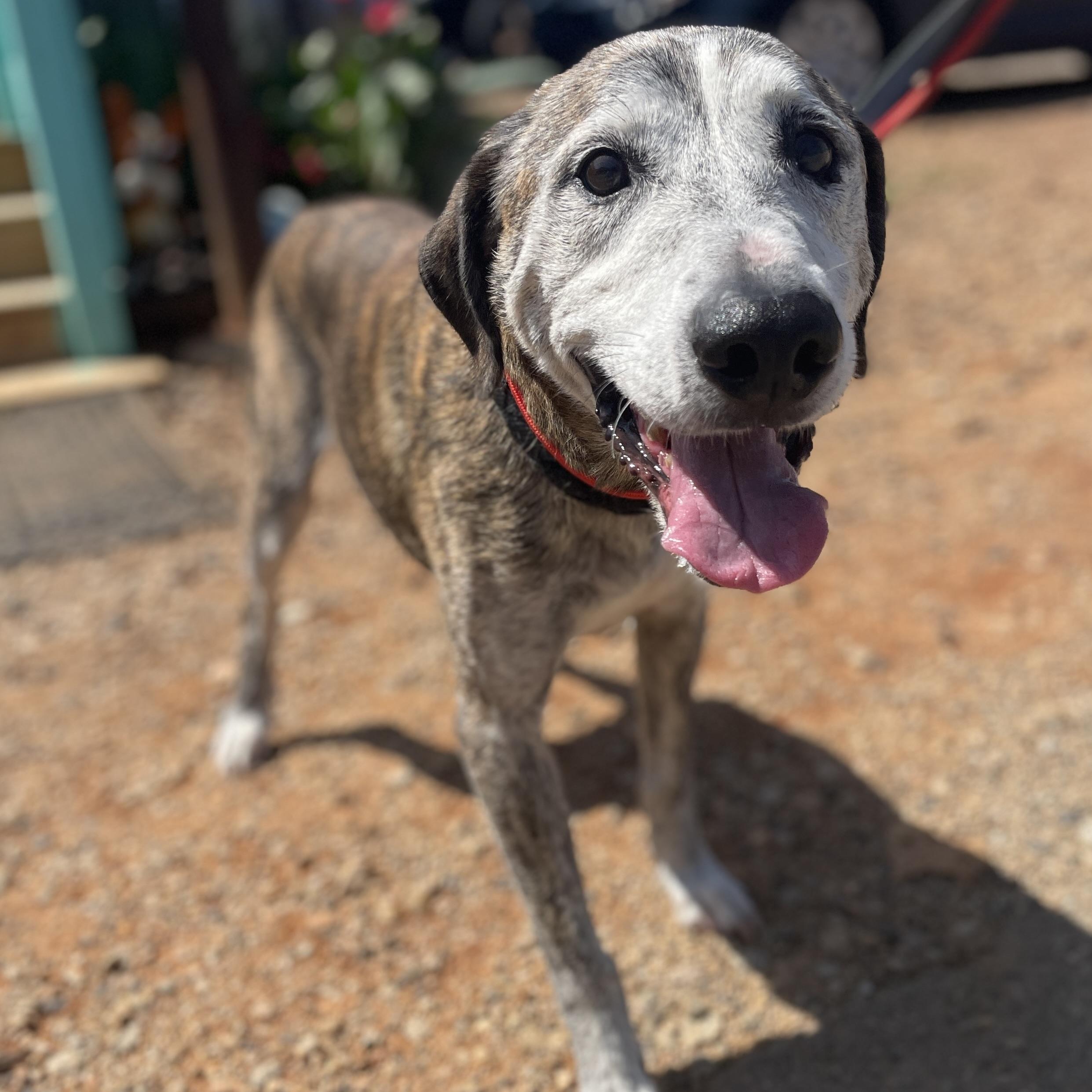 Dog for adoption - Dude, a Labrador Retriever & Hound Mix in West ...