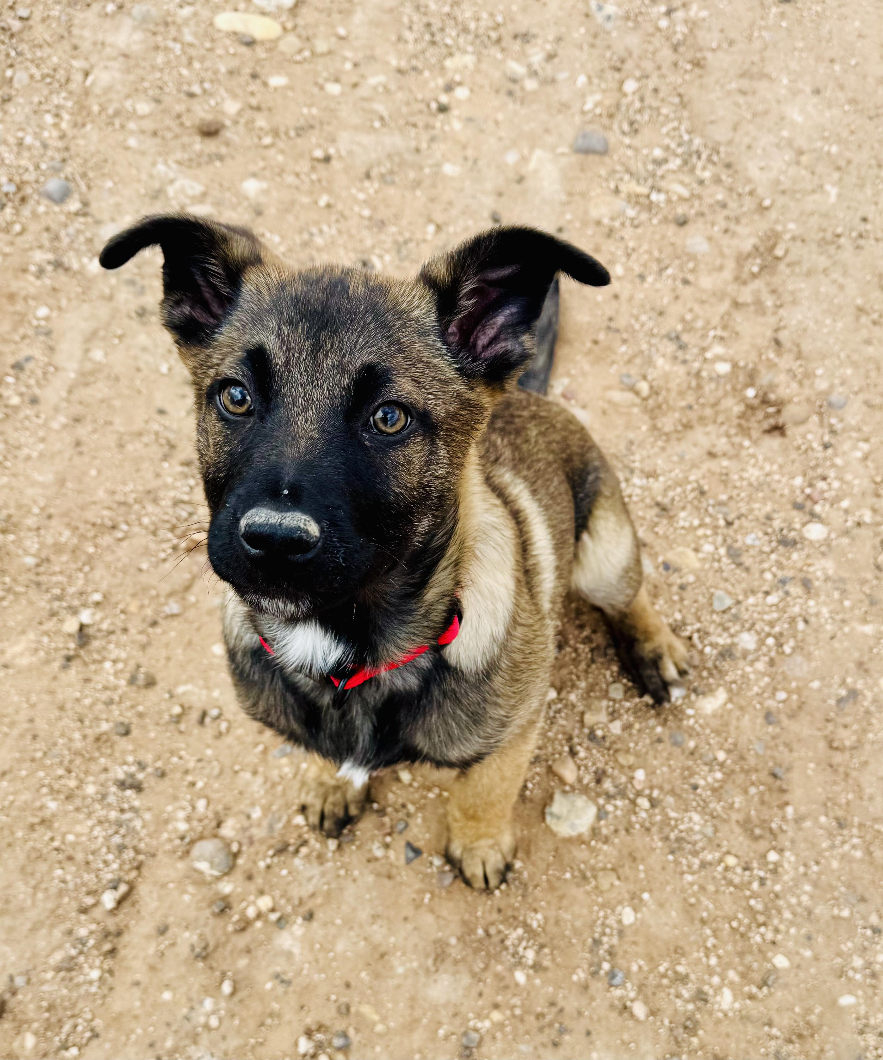 Dog for adoption - Leprechaun, a Belgian Shepherd / Malinois Mix in ...