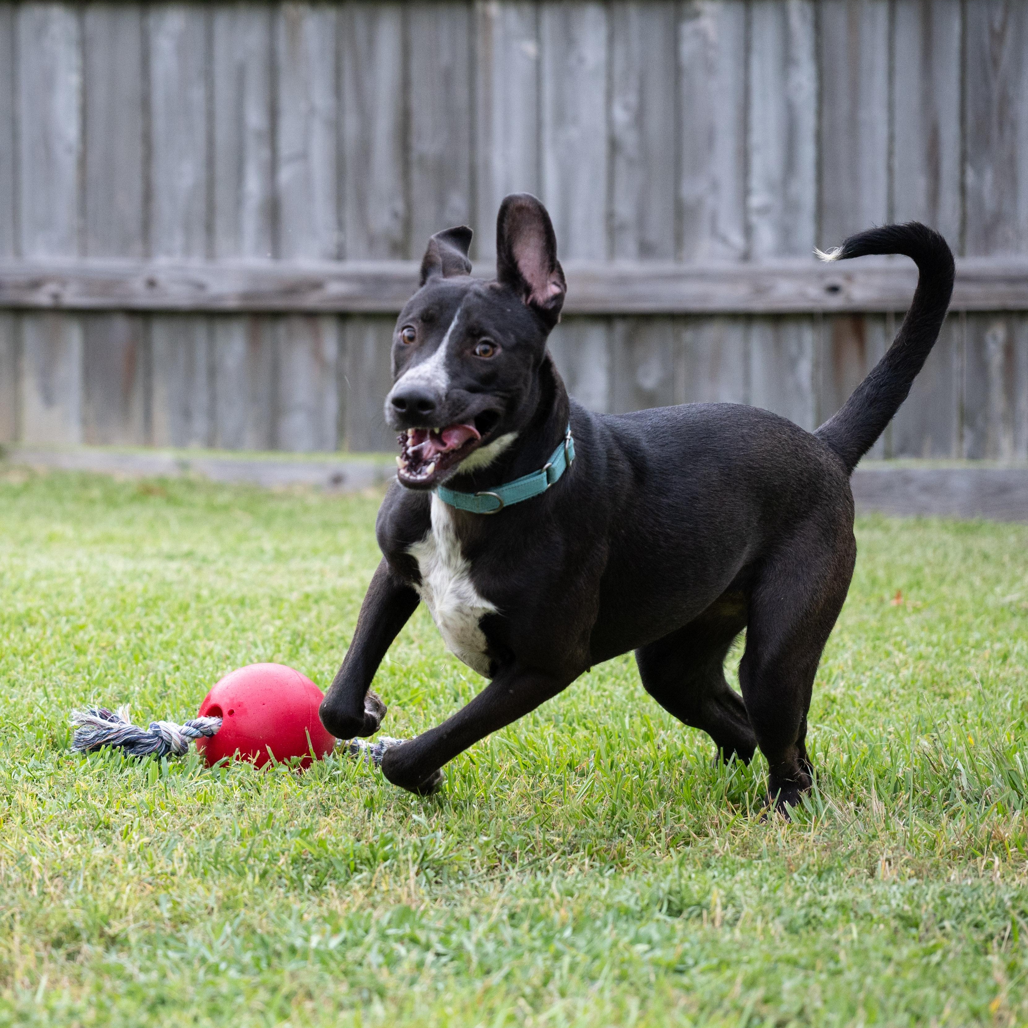 Dog for adoption - Miley, a Cattle Dog Mix in Springfield, MA | Petfinder