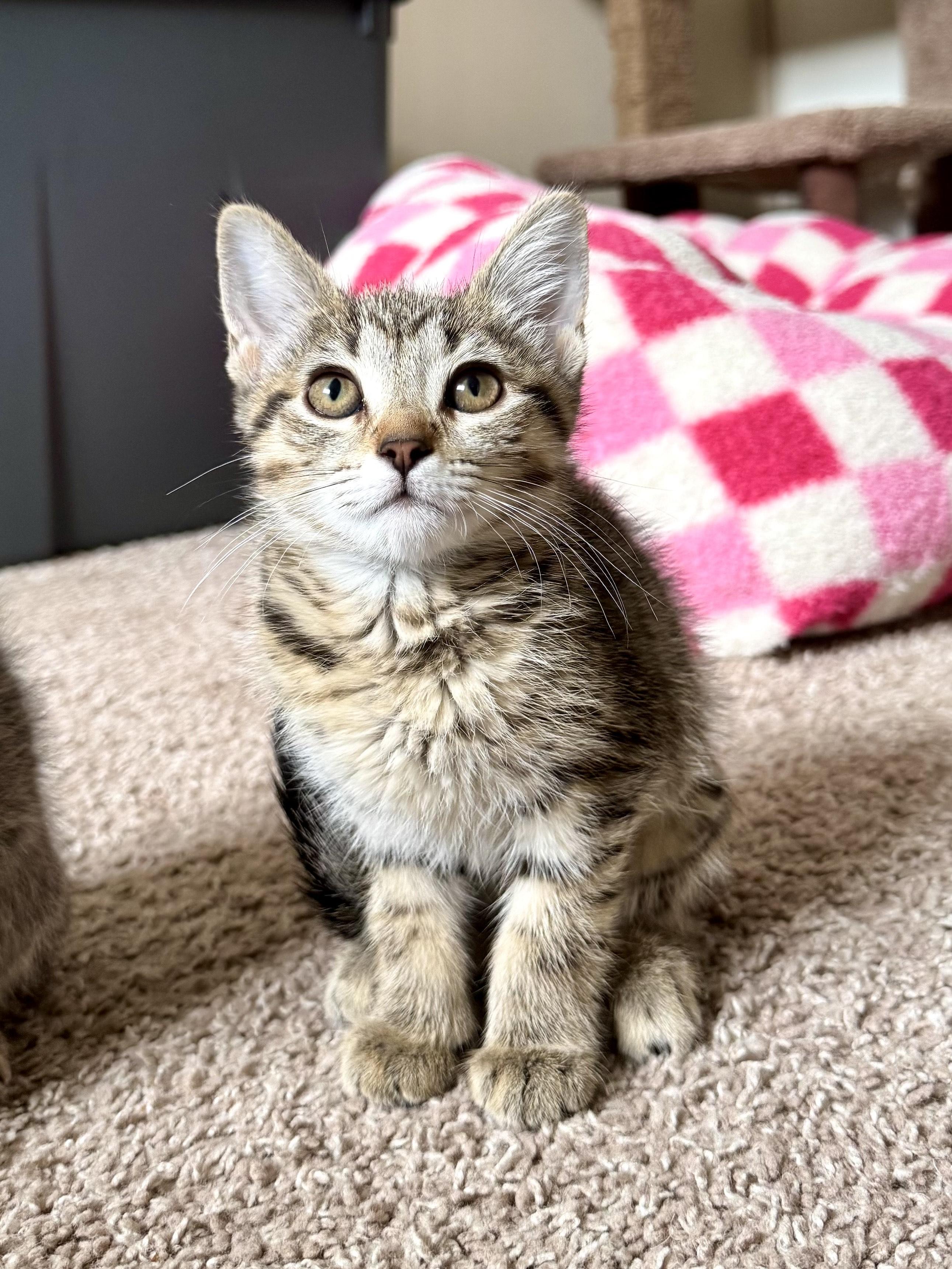Cat for adoption - Scrimp, a Domestic Short Hair in Sterling Heights ...