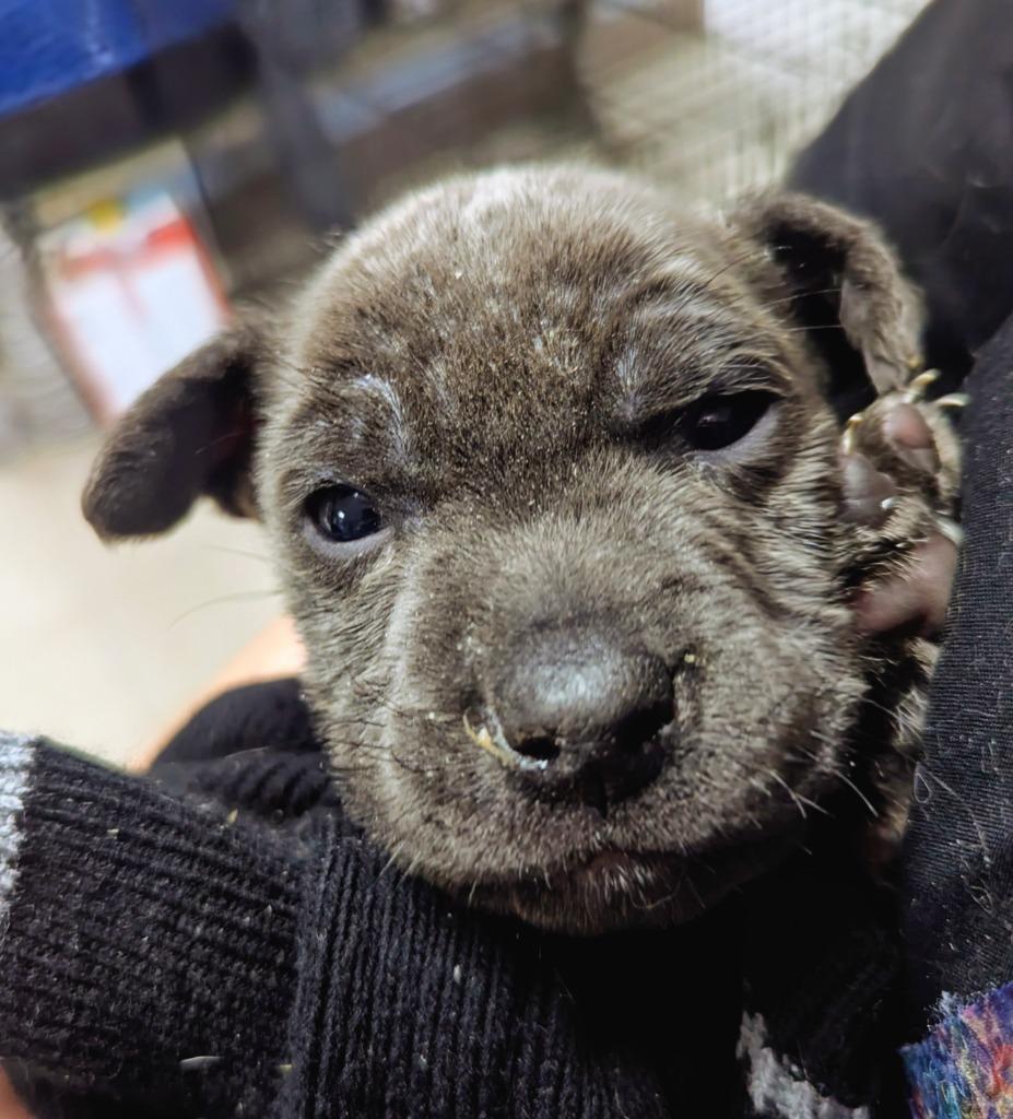 Flint - Adoptable Pet | Petfinder | Petfinder