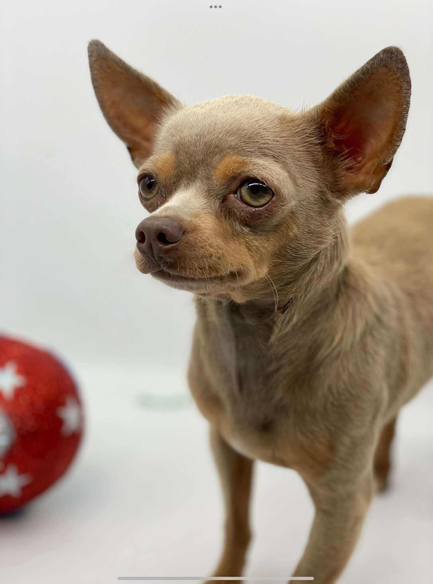 Dog for adoption - Tati, a Chihuahua in Wilmington, IL | Petfinder