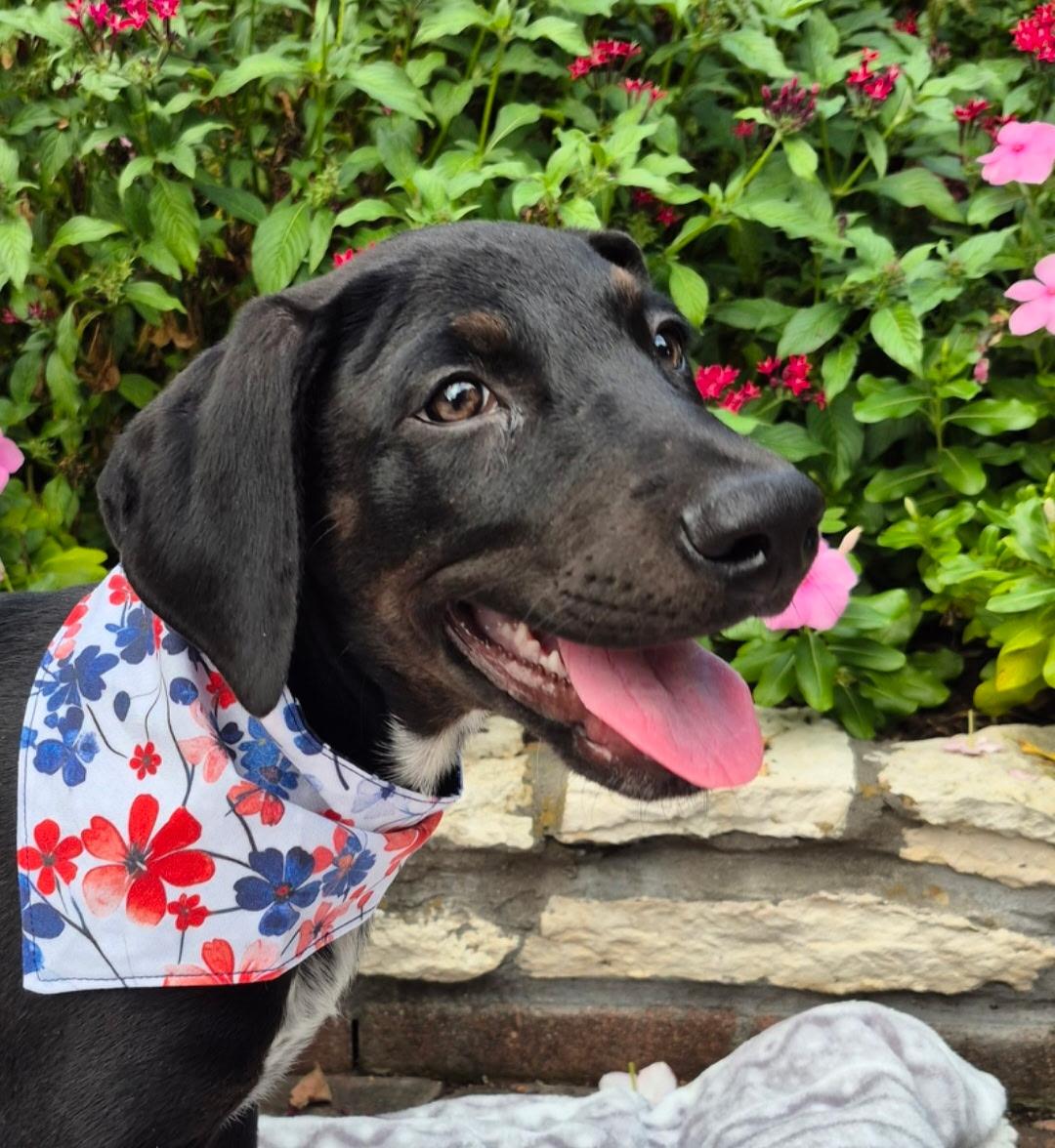 Dog for adoption - CHARLIE, a Labrador Retriever Mix in Groton, CT ...