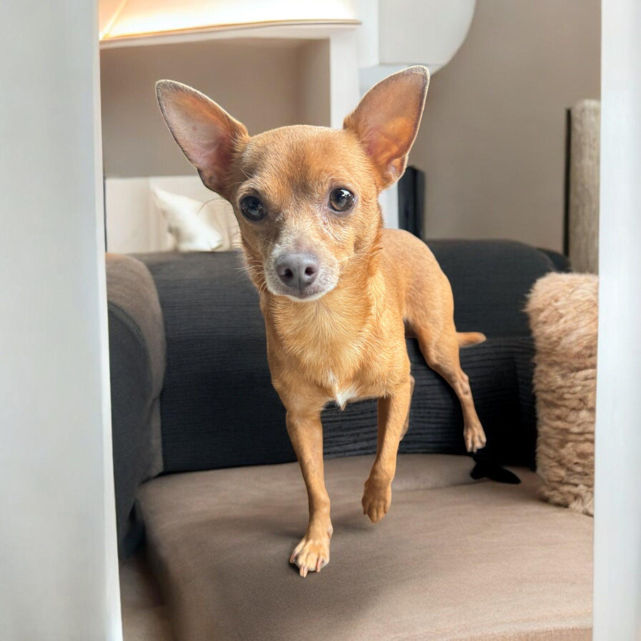 Dog for adoption - Bonito, a Chihuahua in Clive, IA | Petfinder