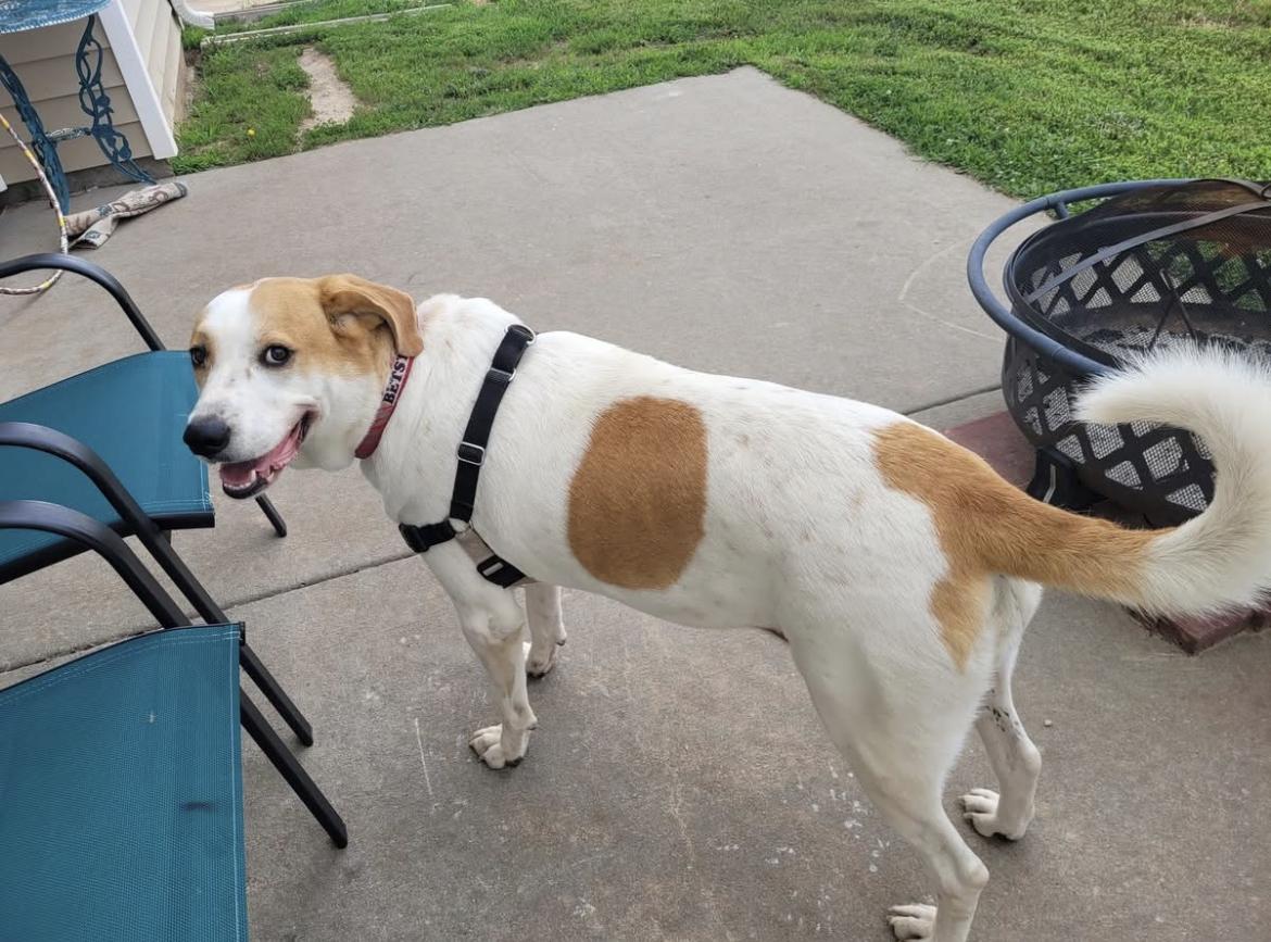 Dog for adoption - Betsy, a Labrador Retriever & Foxhound Mix in ...