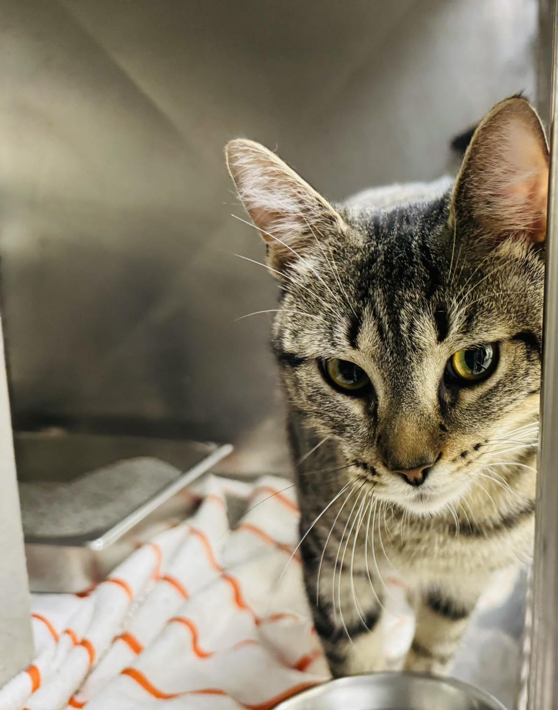 Cat for adoption - Shadow ( RESCUE ONLY), a Domestic Short Hair Mix in ...