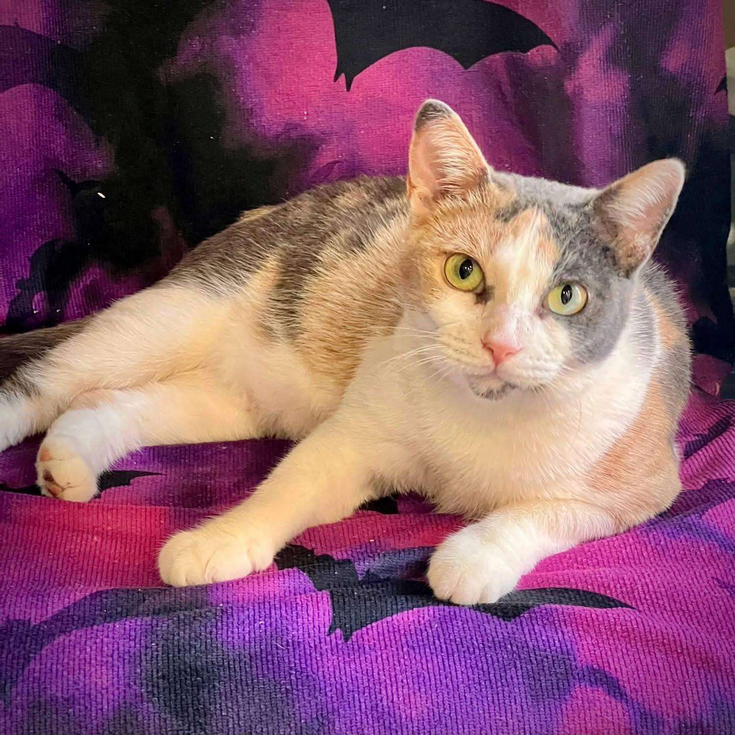Cat for adoption - Fantine, a Calico & Dilute Calico Mix in charlotte ...