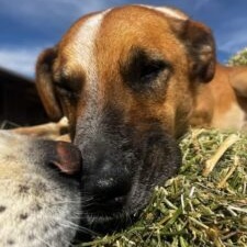 Dog for adoption - COWBOY, a Cattle Dog in Loveland, CO | Petfinder