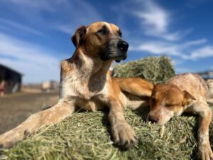 Dog for adoption - COWBOY, a Cattle Dog in Loveland, CO | Petfinder