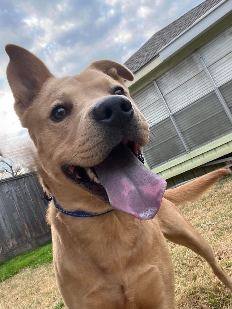 Dog for adoption - Ponchito, a Thai Ridgeback & American Staffordshire ...