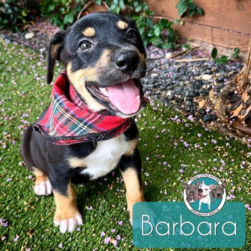 Dog for adoption - Barbara Bush Presidential, a Pit Bull Terrier ...