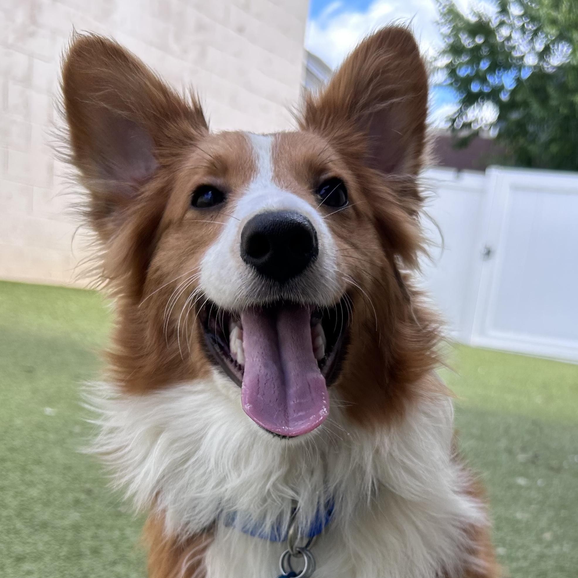 Dog for adoption - Cloud, a Shetland Sheepdog / Sheltie & Papillon Mix ...