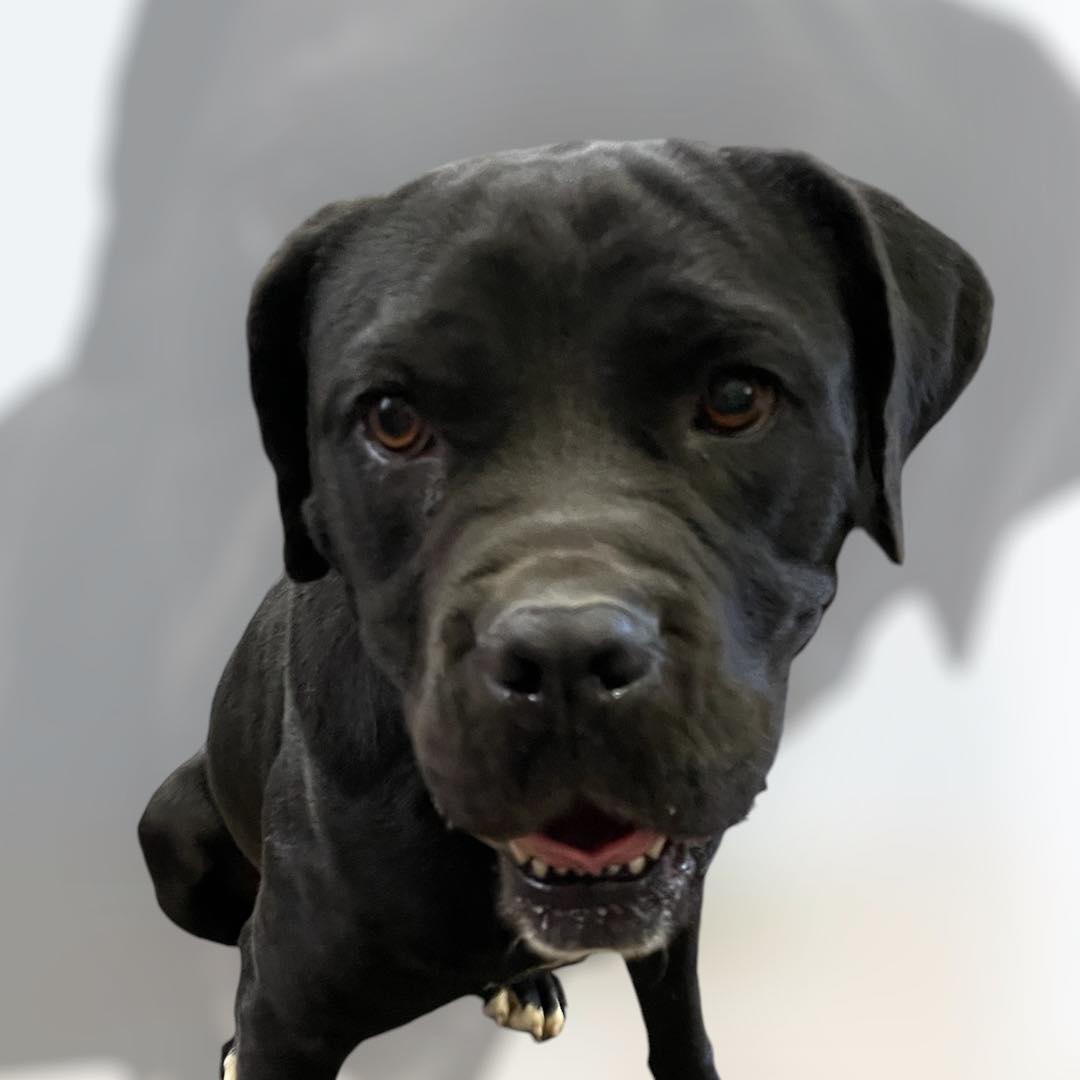 Dog for adoption - Lil' Mama, a Cane Corso in Hopkinsville, KY | Petfinder
