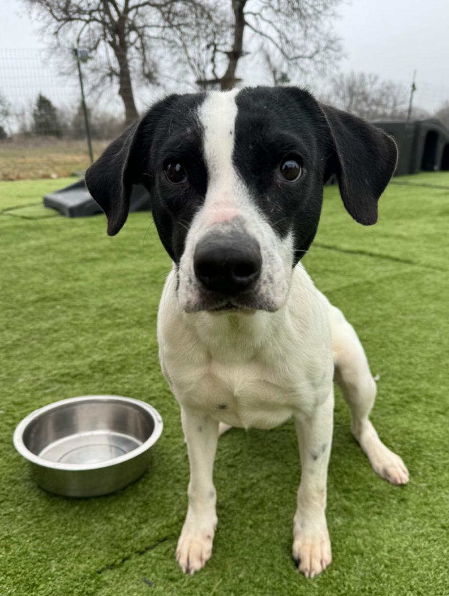 Dog for adoption - Cookie’s and Cream, a Labrador Retriever & Beagle ...