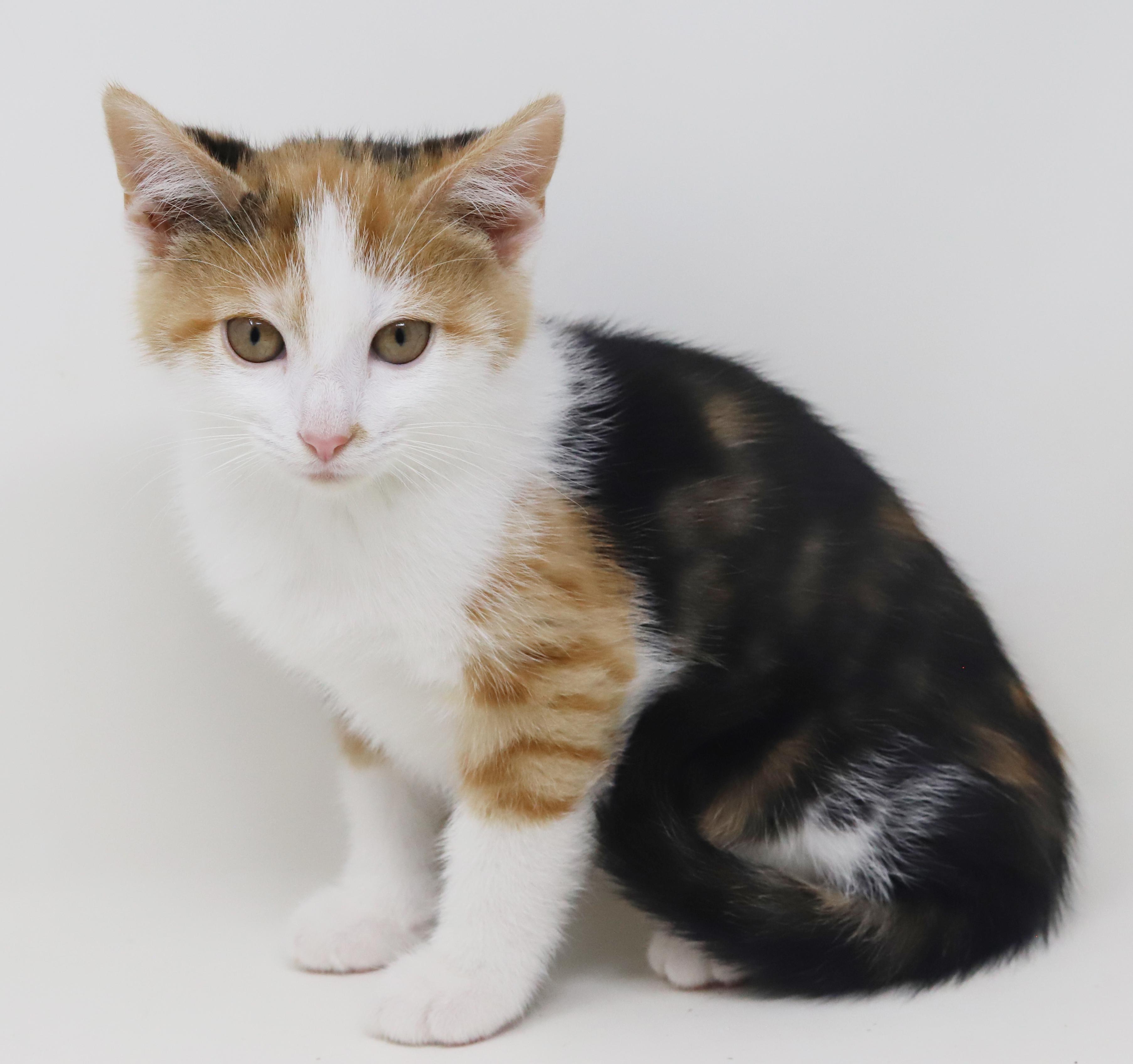 Cat for adoption - Raylee is RIDICULOUSLY SWEET!! Therapy kitten love ...