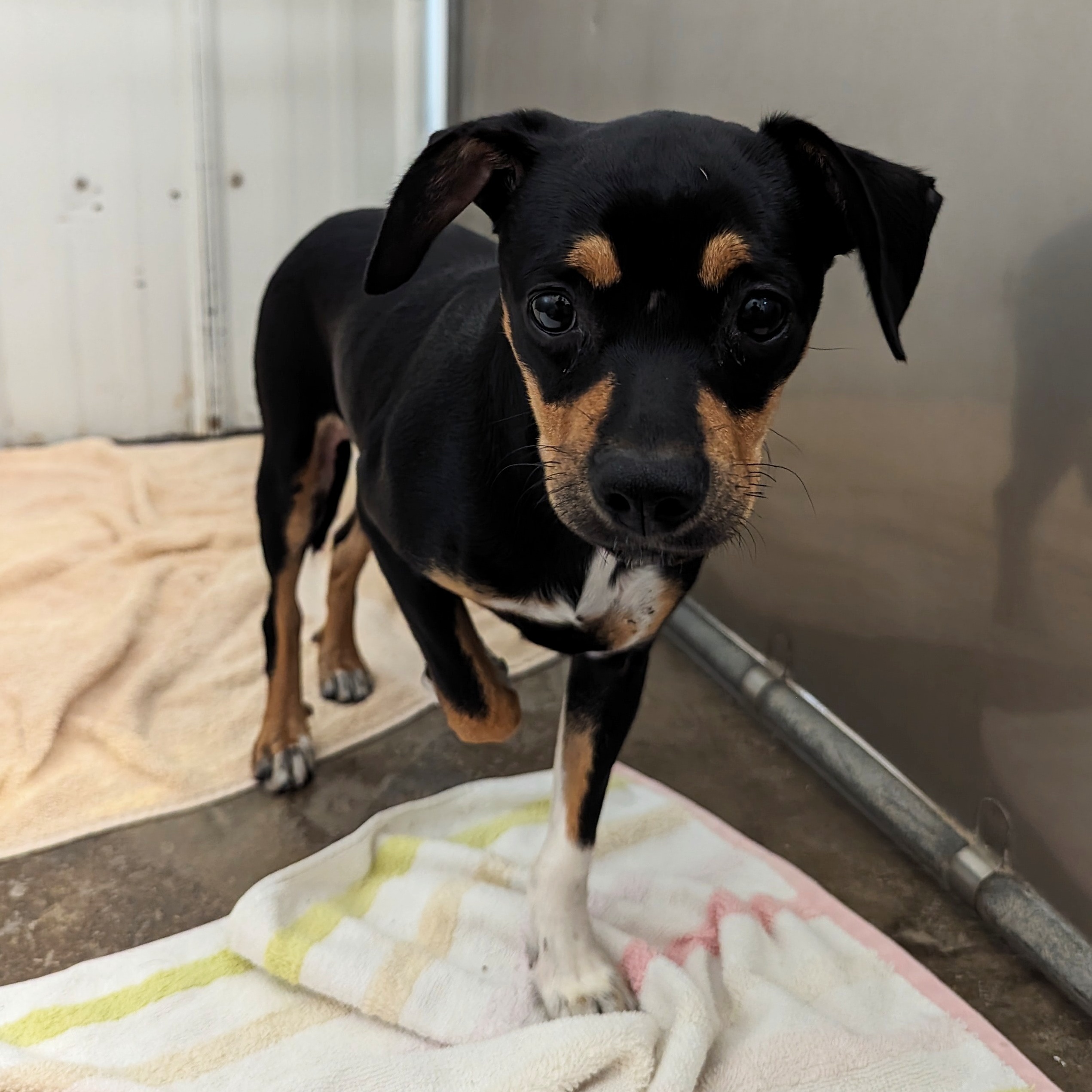 Home Page | Animal Rescue Project