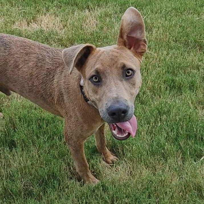 Dog for adoption - Rocky, a Black Mouth Cur & Whippet Mix in Austin, TX ...