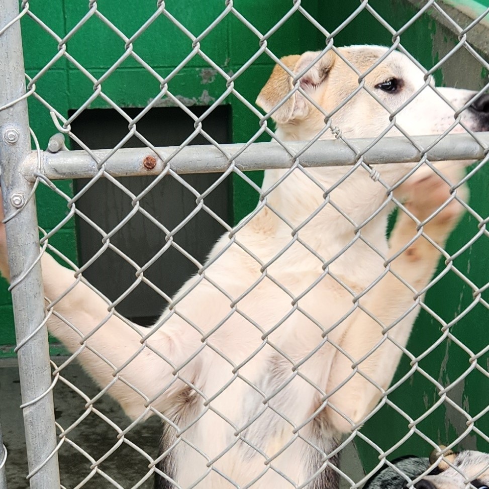 Dog for adoption - Michael, a Cattle Dog in Redding, CA | Petfinder