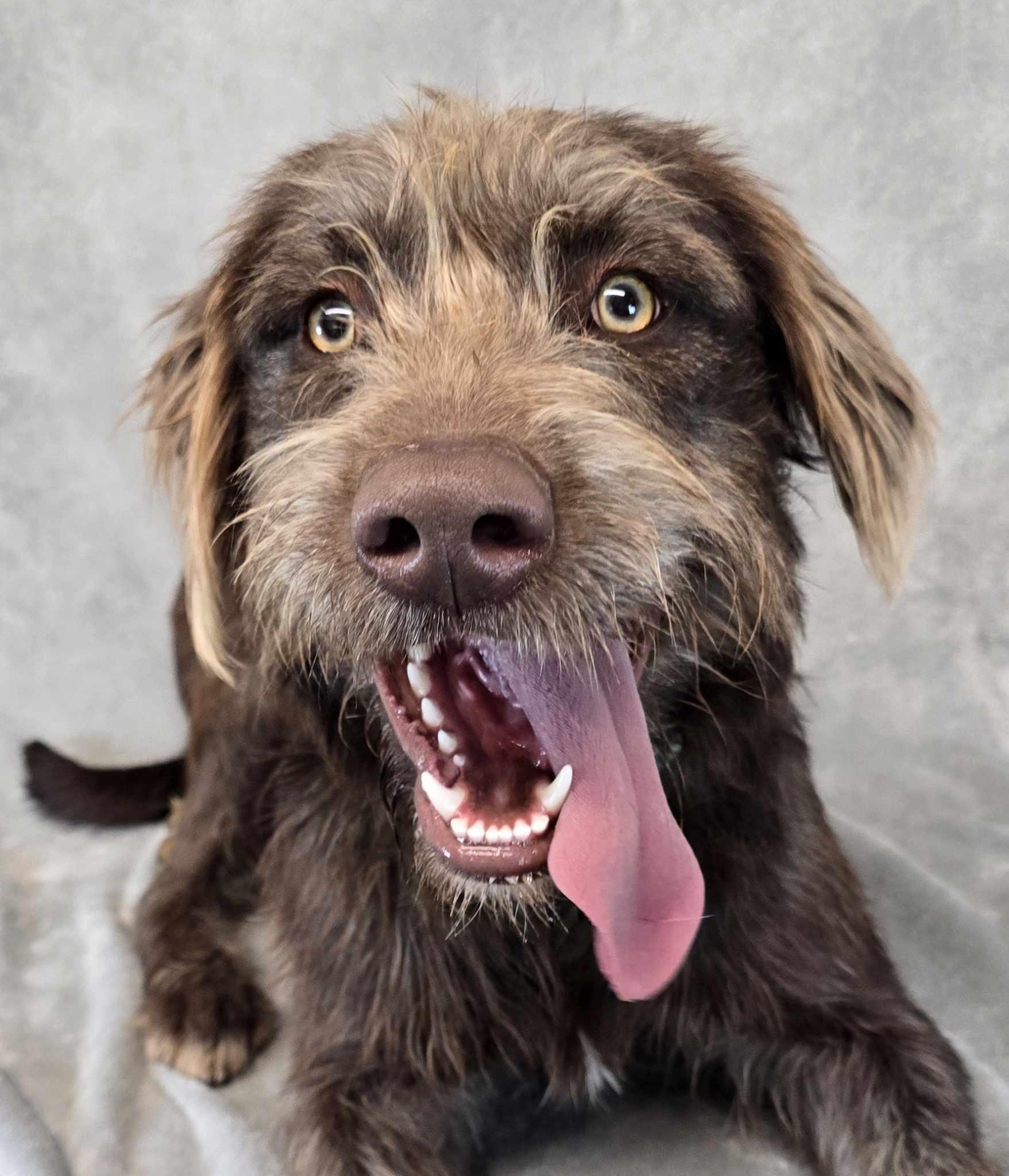 Dog for adoption - Belinda, a German Wirehaired Pointer & Poodle Mix in New York, NY | Petfinder