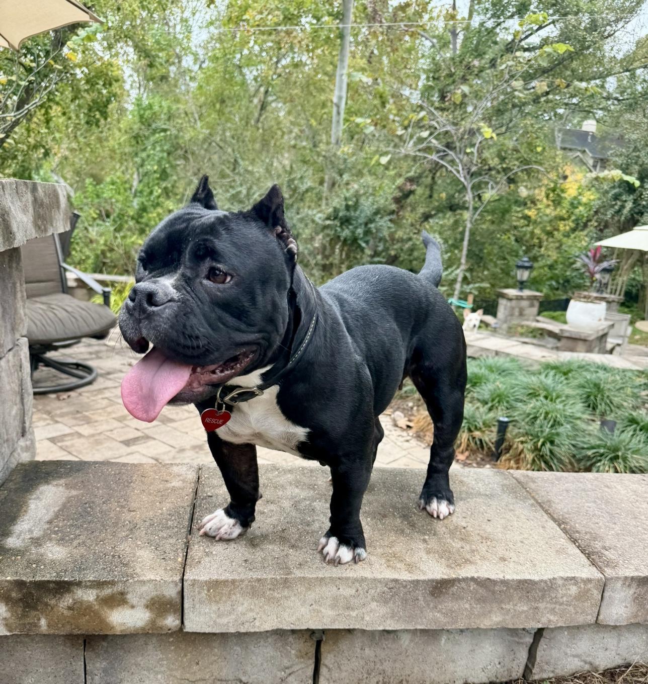 Dog for adoption - Ziva, an American Bully Mix in Cibolo, TX | Petfinder