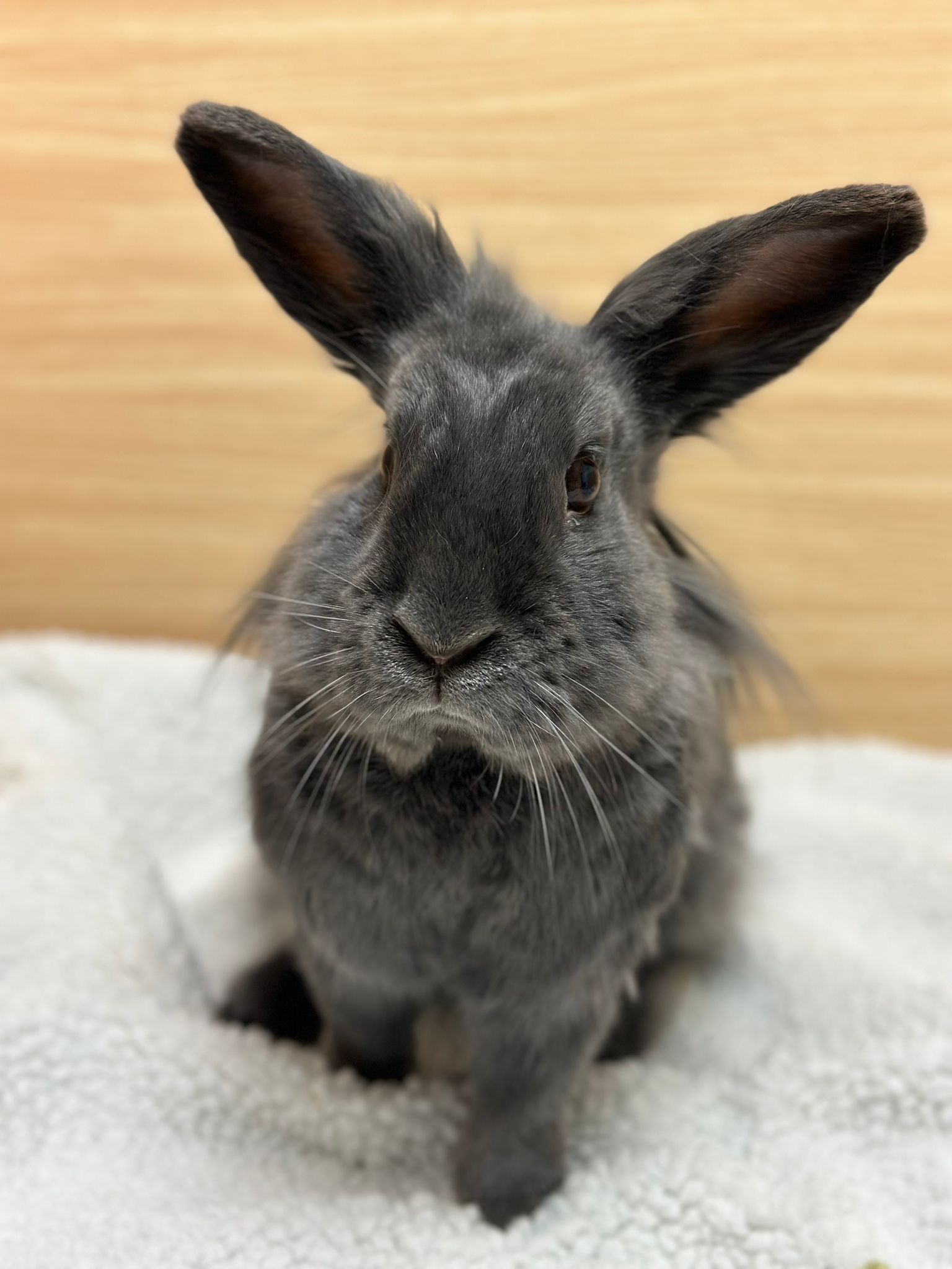 Rabbit for adoption - Captain, a Lionhead in Fountain Valley, CA ...