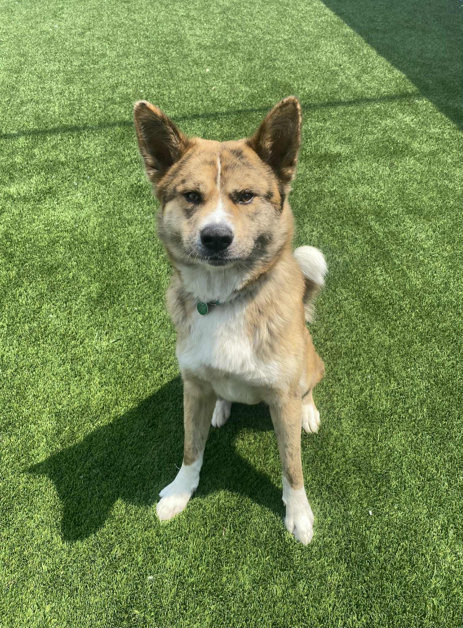 Dog for adoption - Jack, an Akita & Australian Shepherd Mix in Delson ...