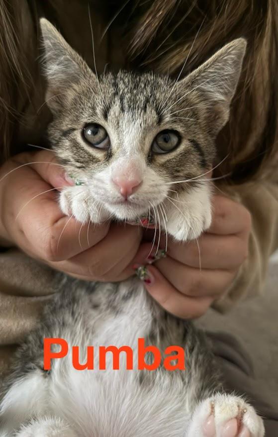 Cat for adoption - Pumba, a Domestic Short Hair in Hillsboro, OR ...