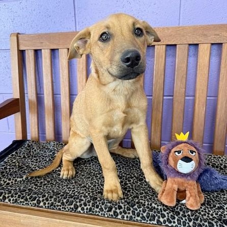 Dog for adoption - **BUTTERSCOTCH**, a Labrador Retriever & Hound Mix ...