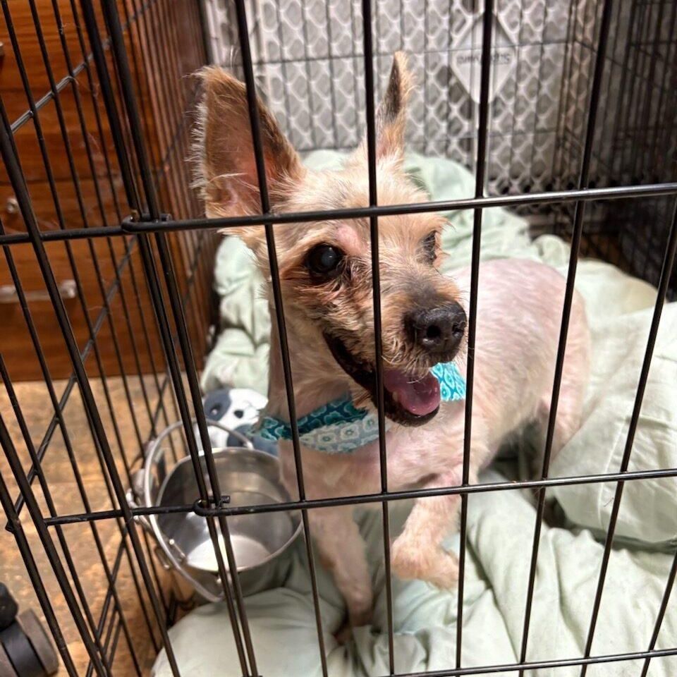 Dog for adoption - Tyroil Smoochie-Wallace, a Yorkshire Terrier Mix in ...