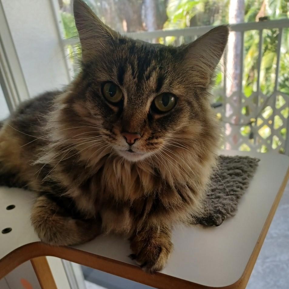 Cat for adoption - Shona, a Domestic Long Hair in Naples, FL | Petfinder