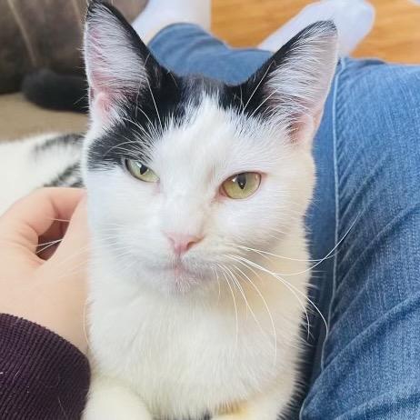 Cat for adoption - Splot (cerebellar hypoplasia), a Domestic Short Hair ...