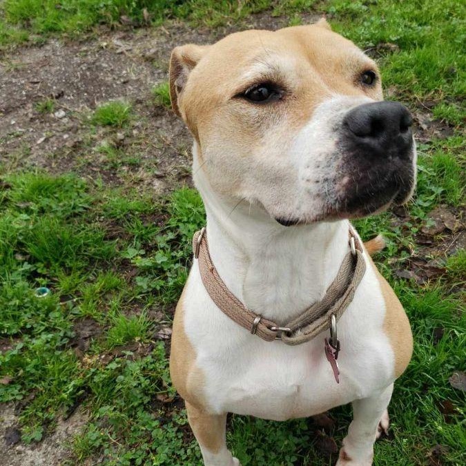 Dog for adoption - Jewels, an American Staffordshire Terrier Mix in ...