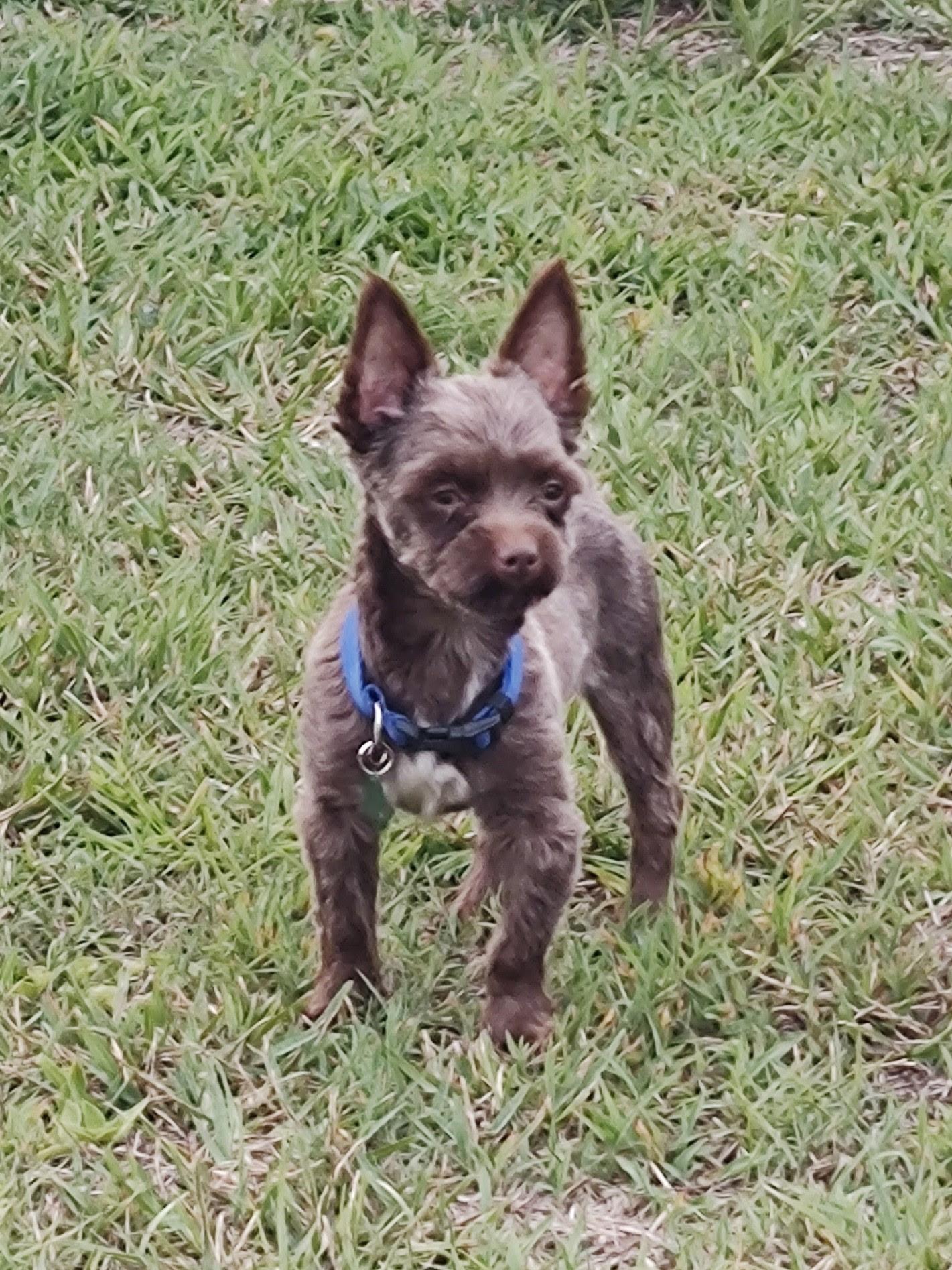 Dog for adoption - Charlie Brown, a Yorkshire Terrier & Chihuahua Mix ...