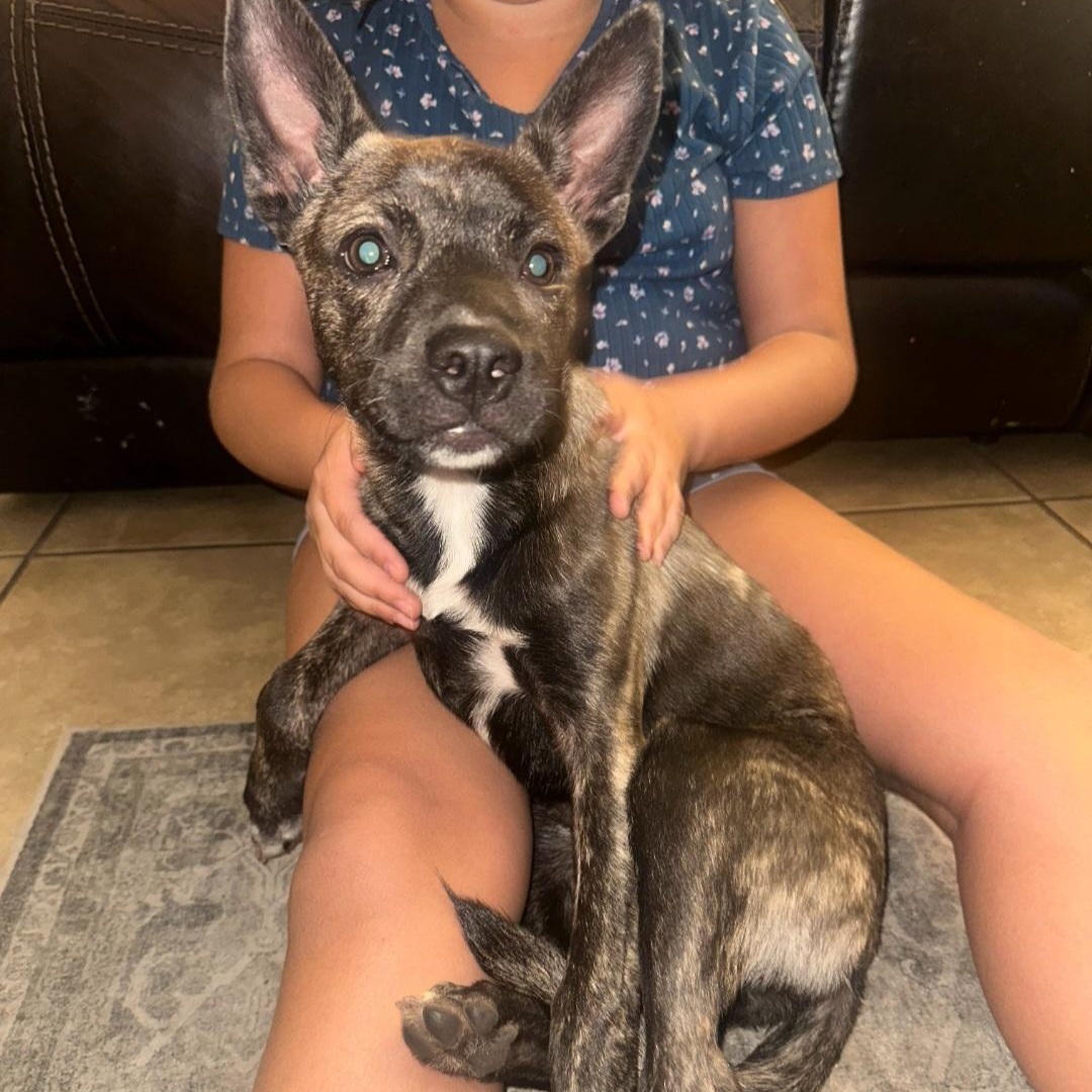 Dog for adoption - Darla - Petite, But Keeps Up, a Pit Bull Terrier Mix ...