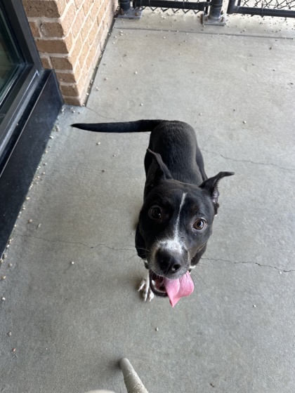 Dog for adoption - Winnie (147438), a Pit Bull Terrier in Baton Rouge ...