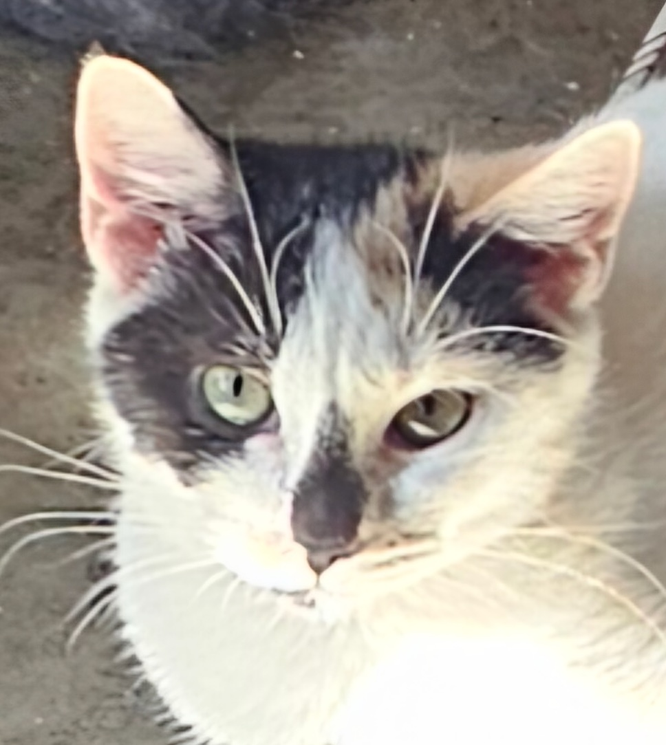 Available Cats and Kittens - Johnston County Animal Protection League ...