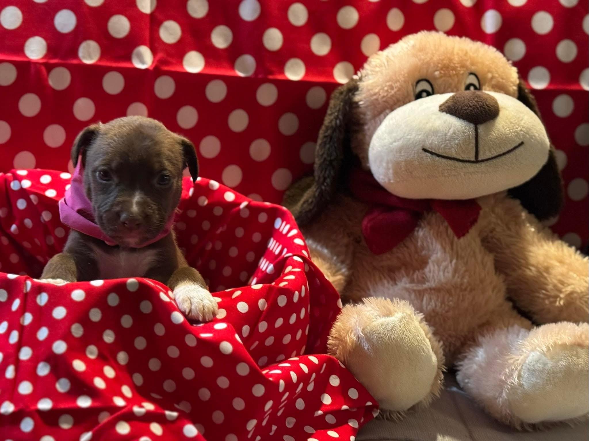 Dog for adoption - Cinnamon, a Chocolate Labrador Retriever in Berlin ...