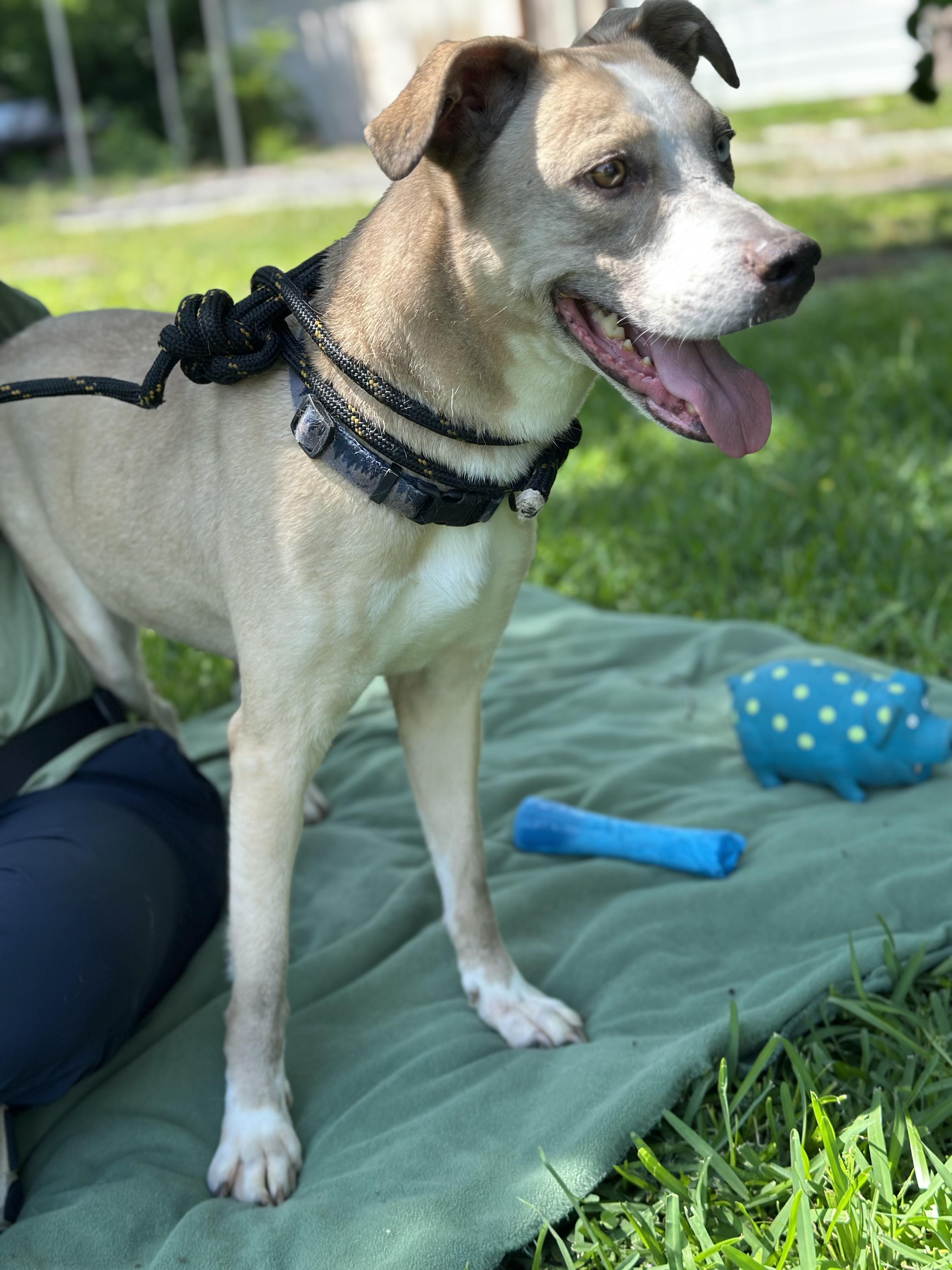 Dog for adoption - Audio, a Labrador Retriever Mix in Staten Island ...