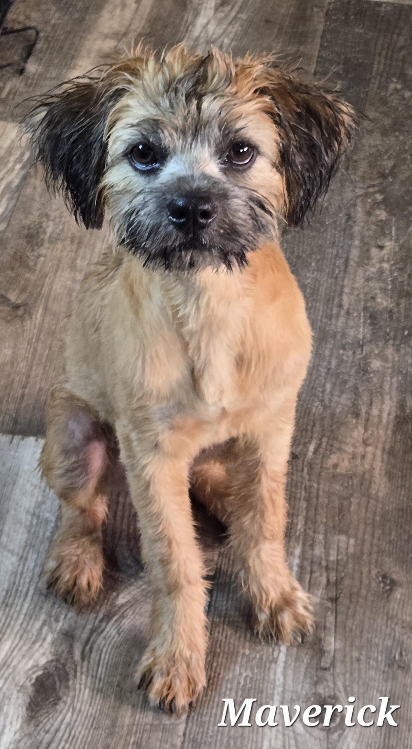Maverick - Adoptable Pet | Petfinder | Petfinder