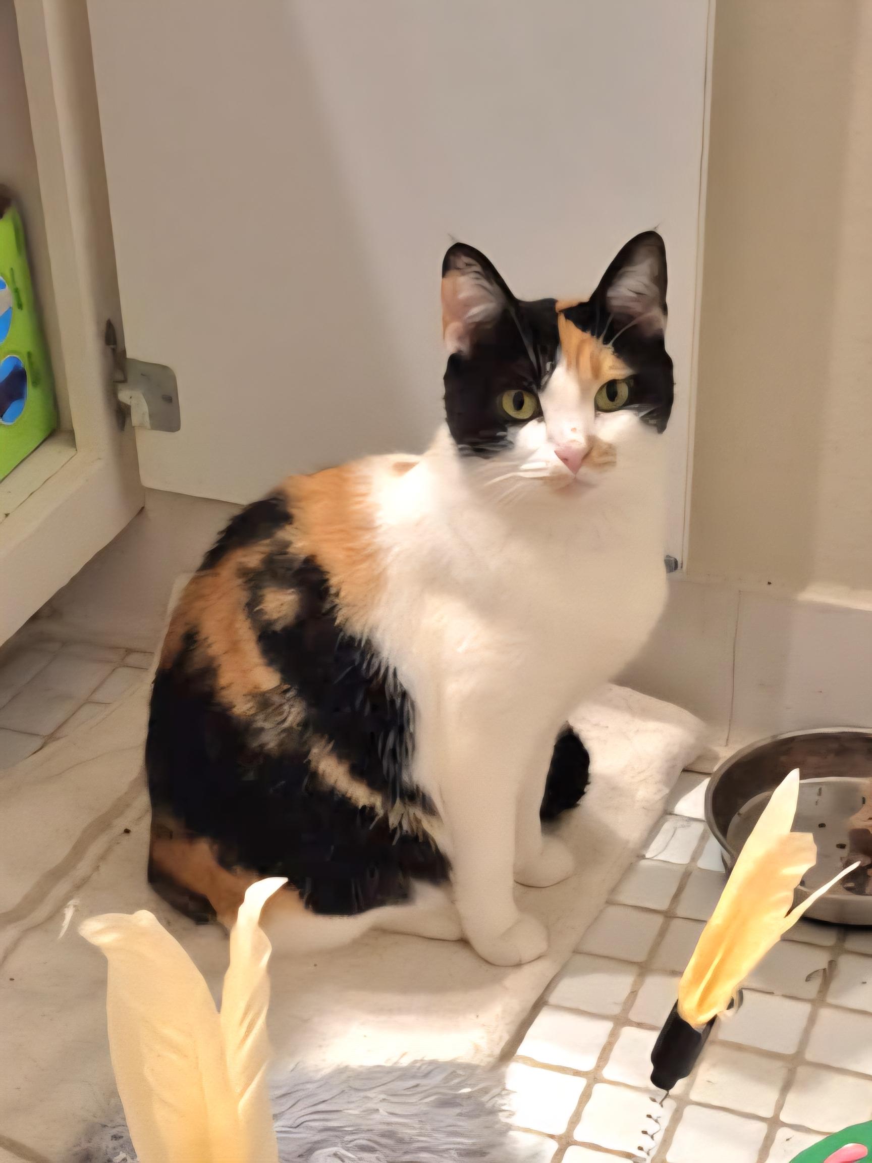Cat for adoption - Marjorie, a Domestic Short Hair & Calico Mix in ...