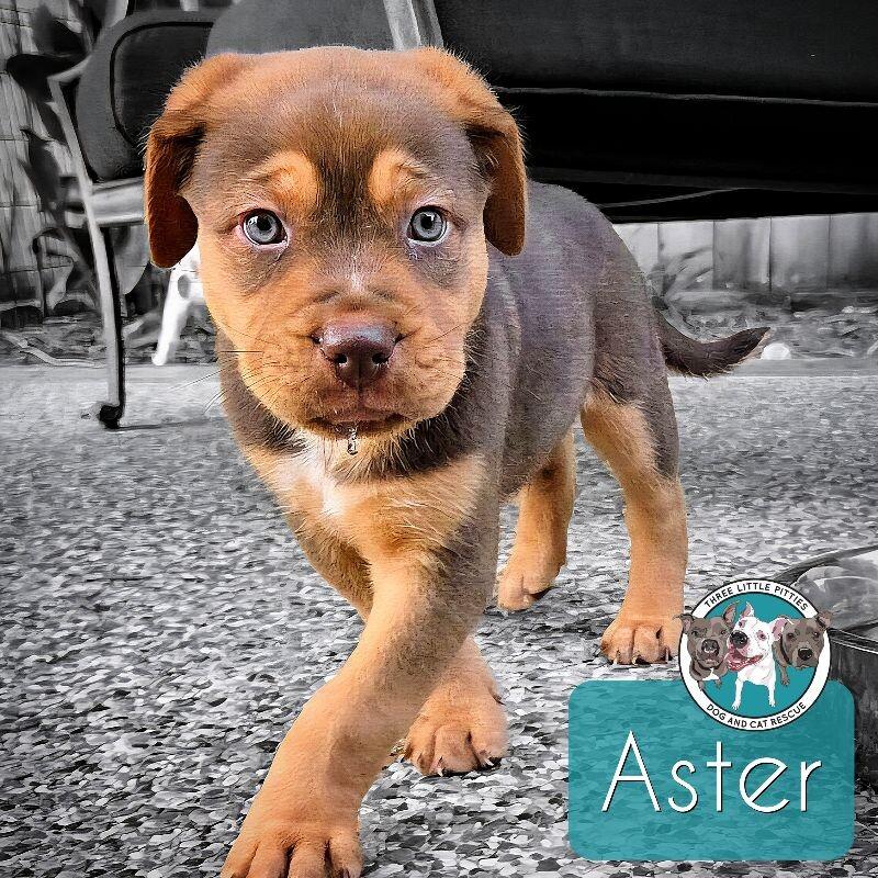 Dog for adoption - Aster Flower Power, a Husky & Labrador Retriever Mix ...