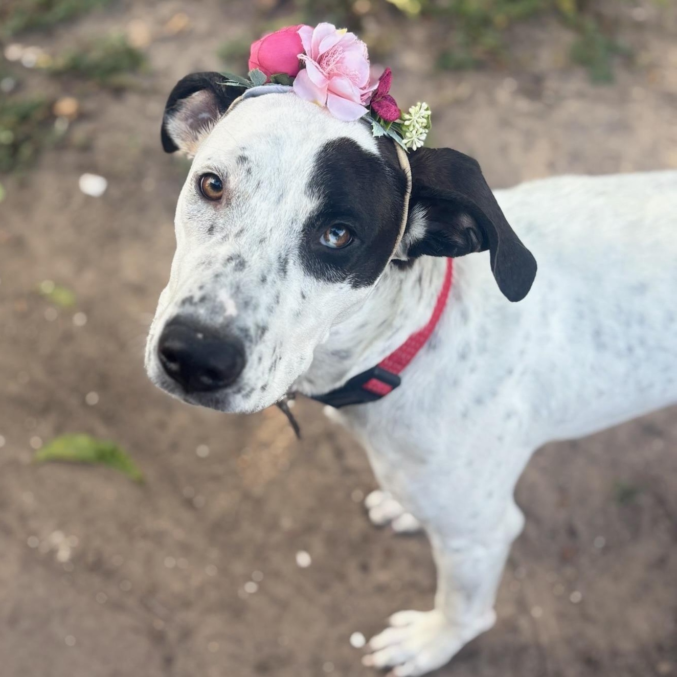 Dog for adoption - Disco, a Dalmatian & Pointer Mix in Dix Hills, NY ...