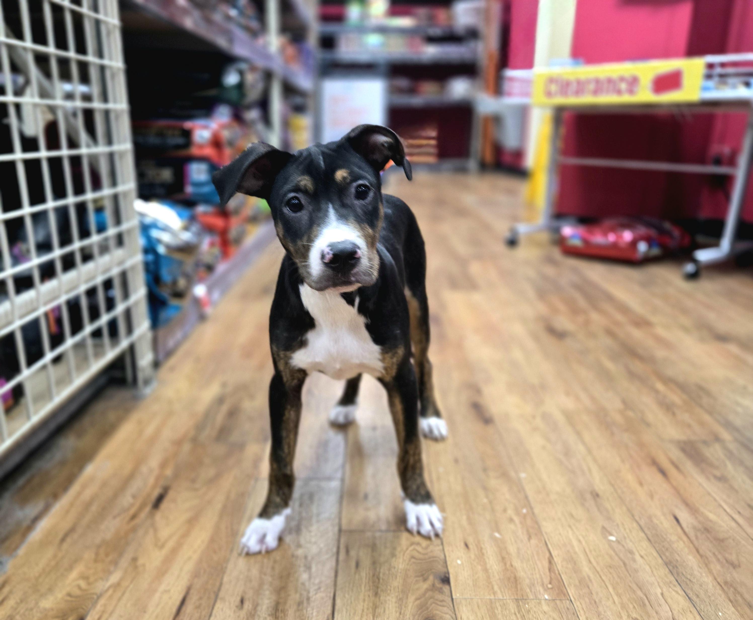 Dog for adoption - Traffic Cone, a Black Mouth Cur & Terrier Mix in ...