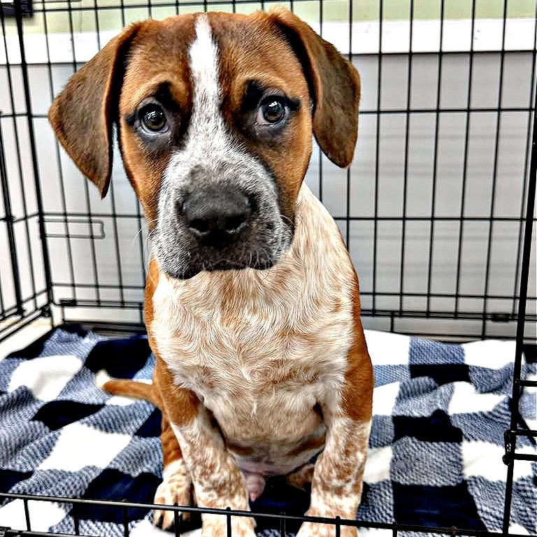 Dog for adoption - Batman, a Hound Mix in Reston, VA | Petfinder